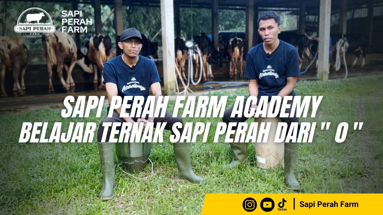 2 PEMUDA DARI NTT TEKUNI BISNIS SAPI PERAH ‼️ SAPI PERAH FARM ACADEMY ...
