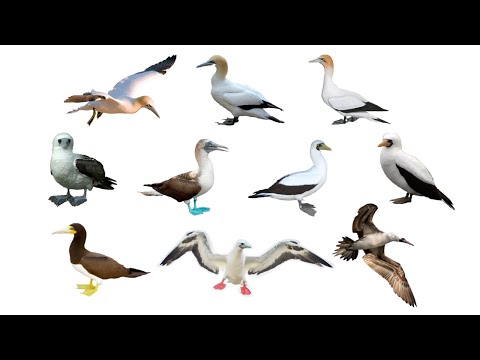 Sulidae Kuş Ailesinin 10 Türü | İngilizce ve Latince İsimlerle