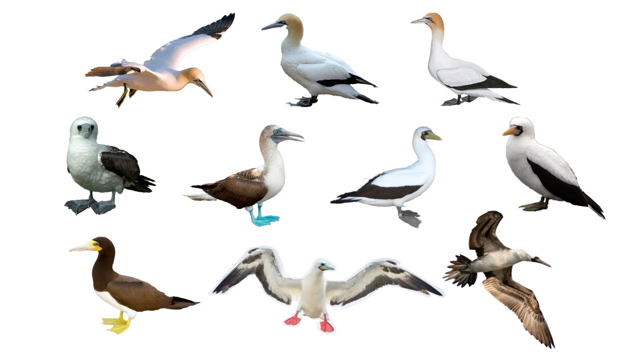 10 Species of Sulid Birds | Sulids | Gannets, Bobby Birds | Sulidae ...