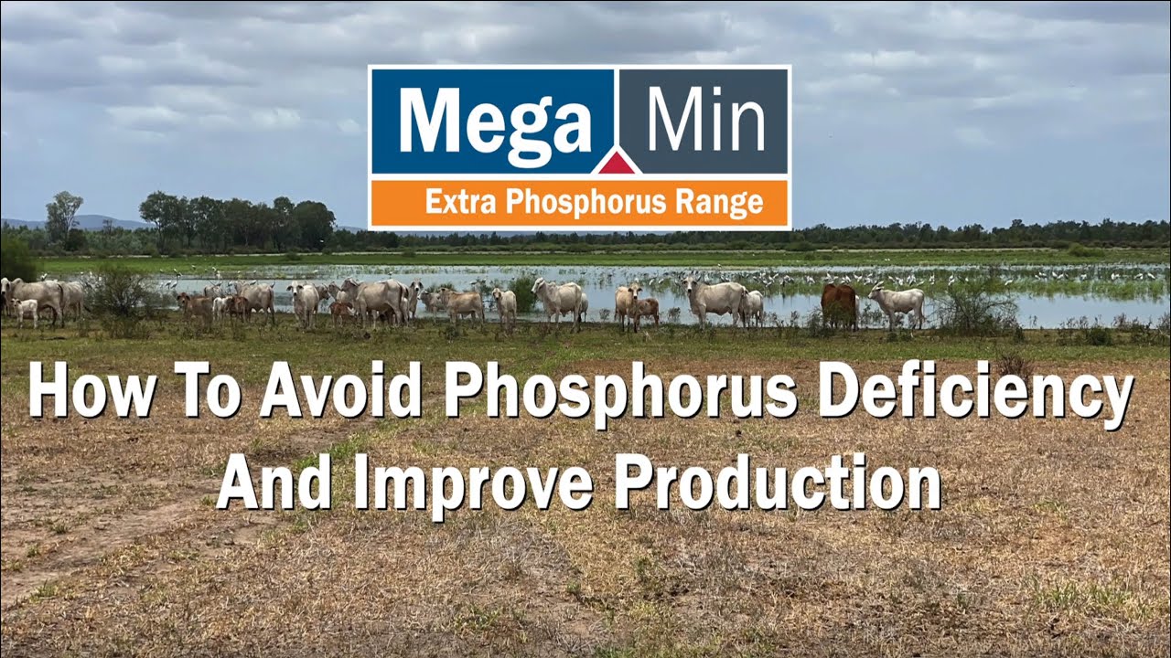 How to Avoid Phosphorus Deficiency and Improve Production - YouTube