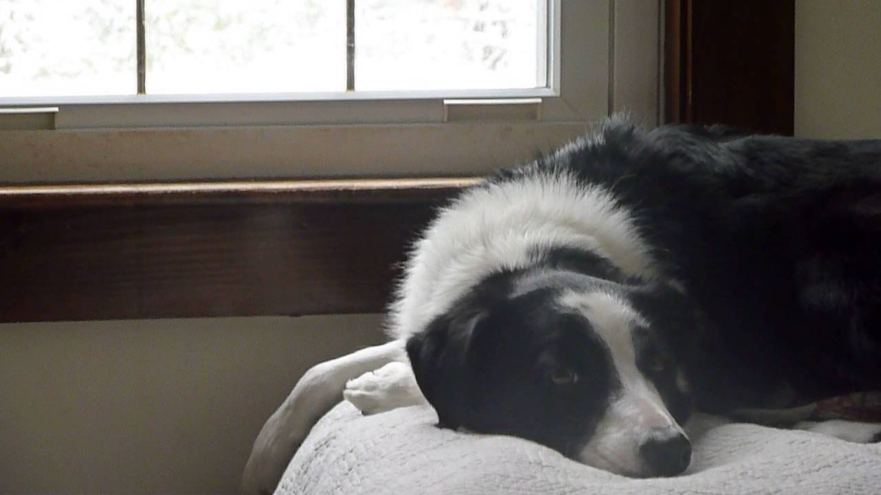 pixi snow blues - YouTube