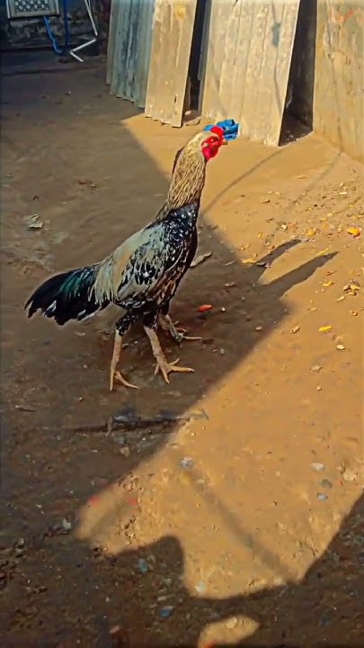 Java murga lover ️ beautiful aseel murga... - YouTube