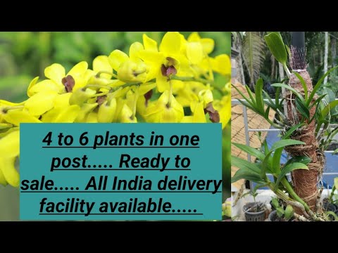 4 to 6 plants in one post....... - YouTube