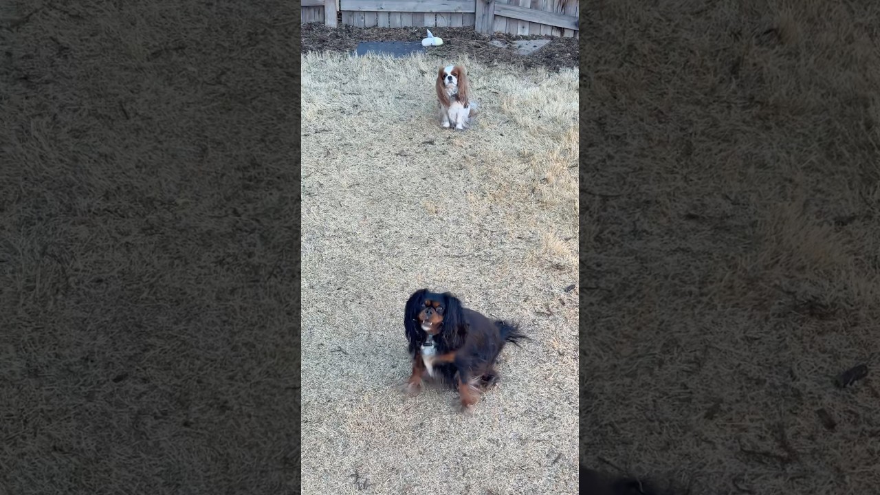 cute dogs frantically fight for fav fetch toy #cutedogs - YouTube