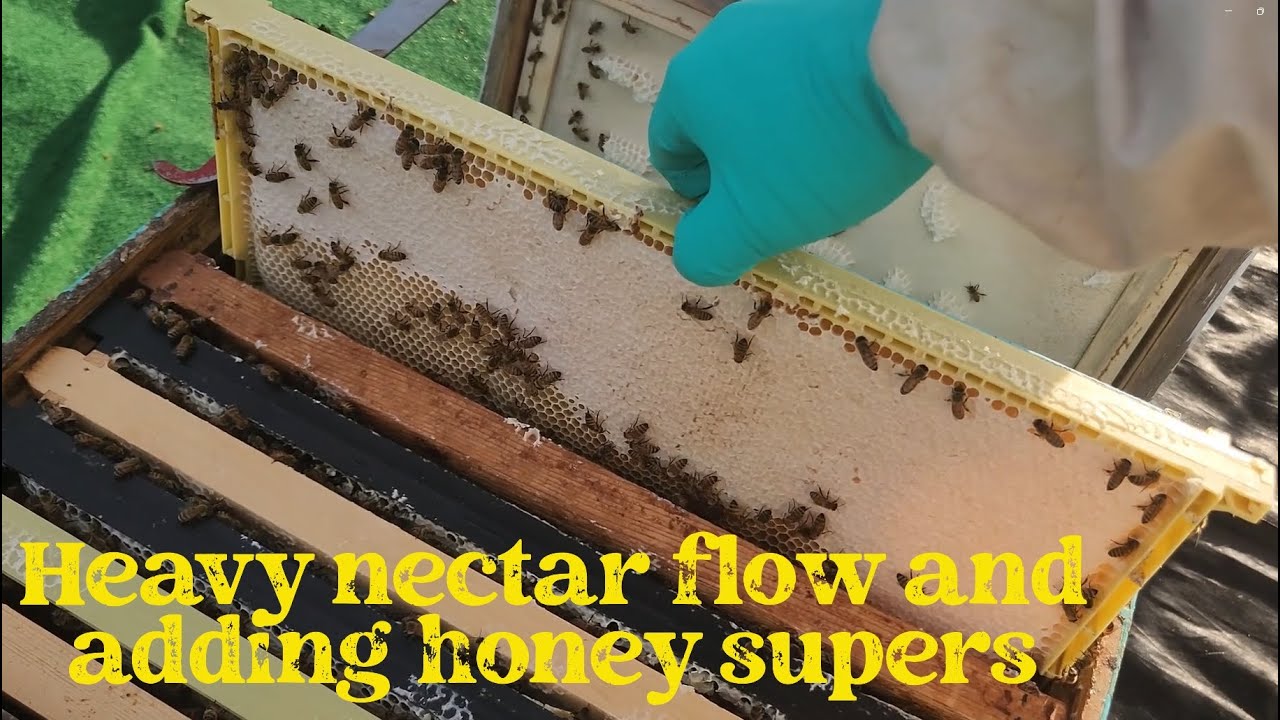 Eye opening growth of our splits and swarms - YouTube