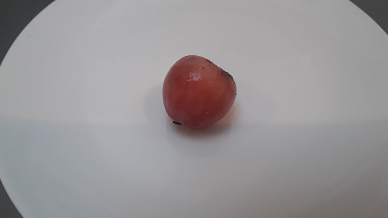 American Persimmon 'Garretson', tasting my first and only tiny fruit ...