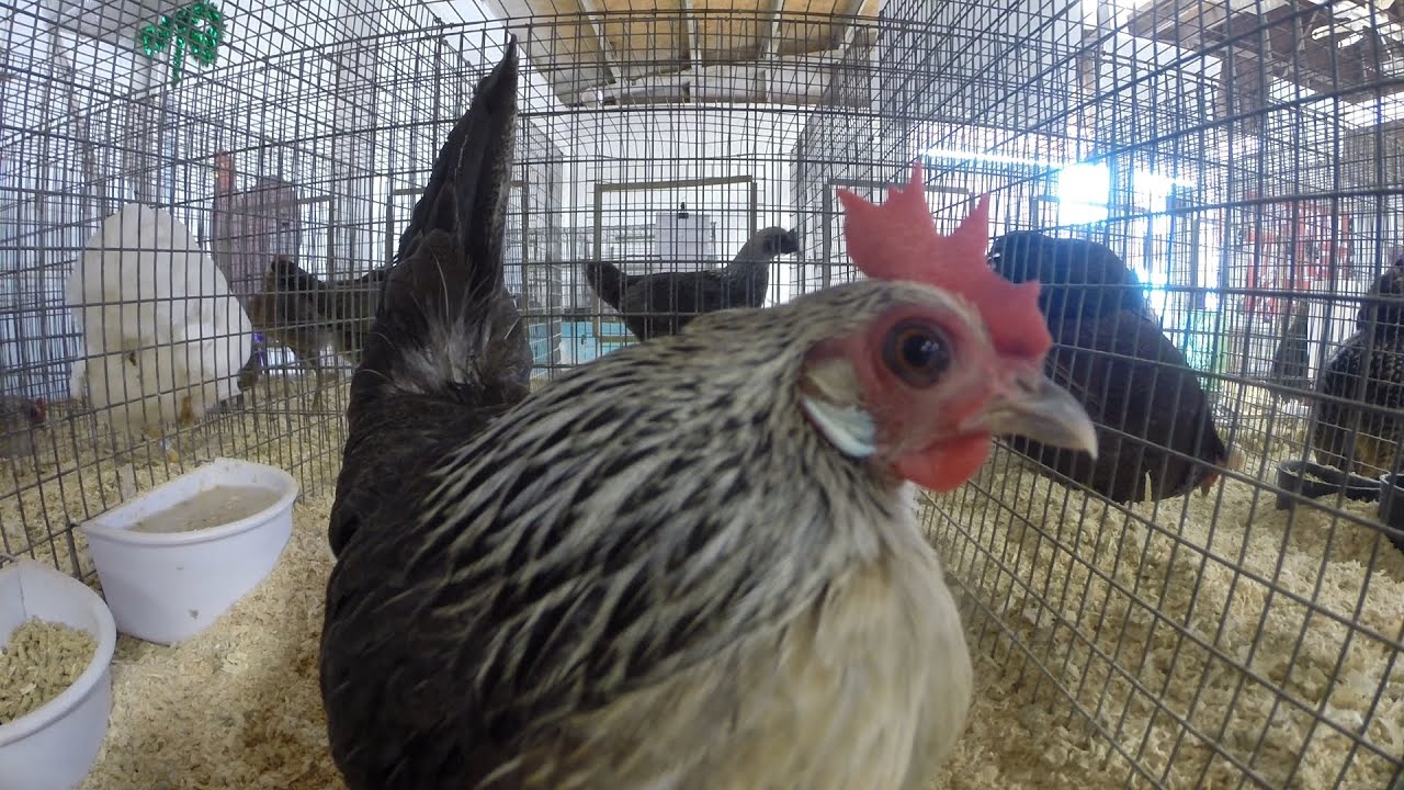 Chickens peck away at camera - YouTube