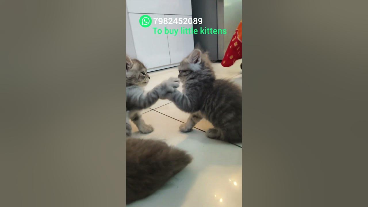 4 persian Doll face kittens 3 male and 1 Female (Black and Golden). Location Ghaziabad ...