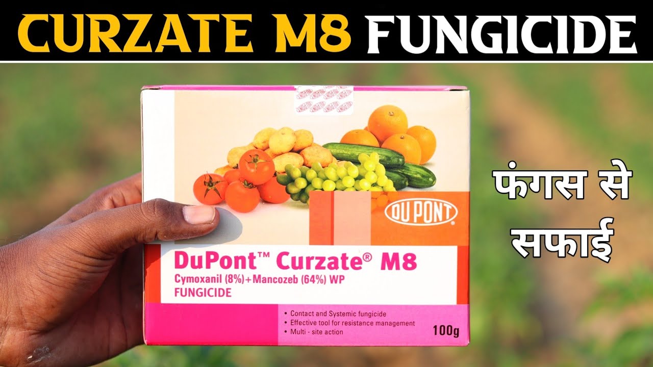 Curzate M8 Fungicide || DuPont Curzate fungicide use in hindi - YouTube