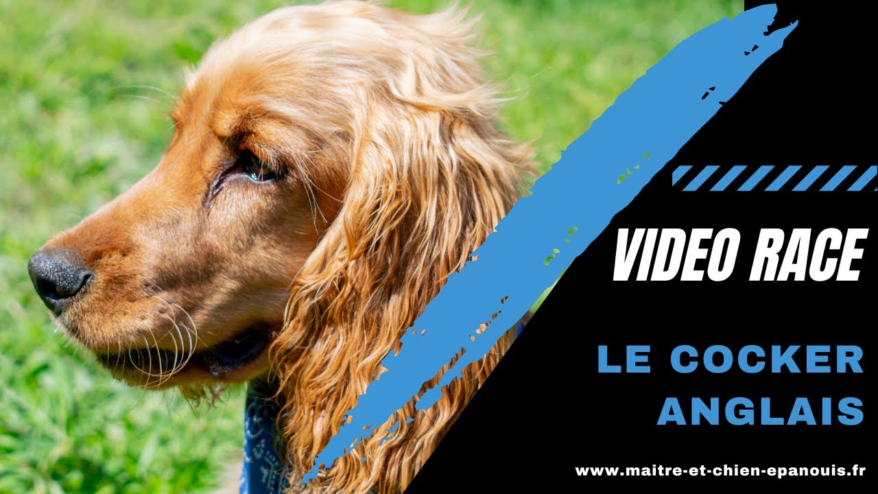 Une Race De Chien Avec Encore Beaucoup de Préjugés : le Cocker Anglais ...