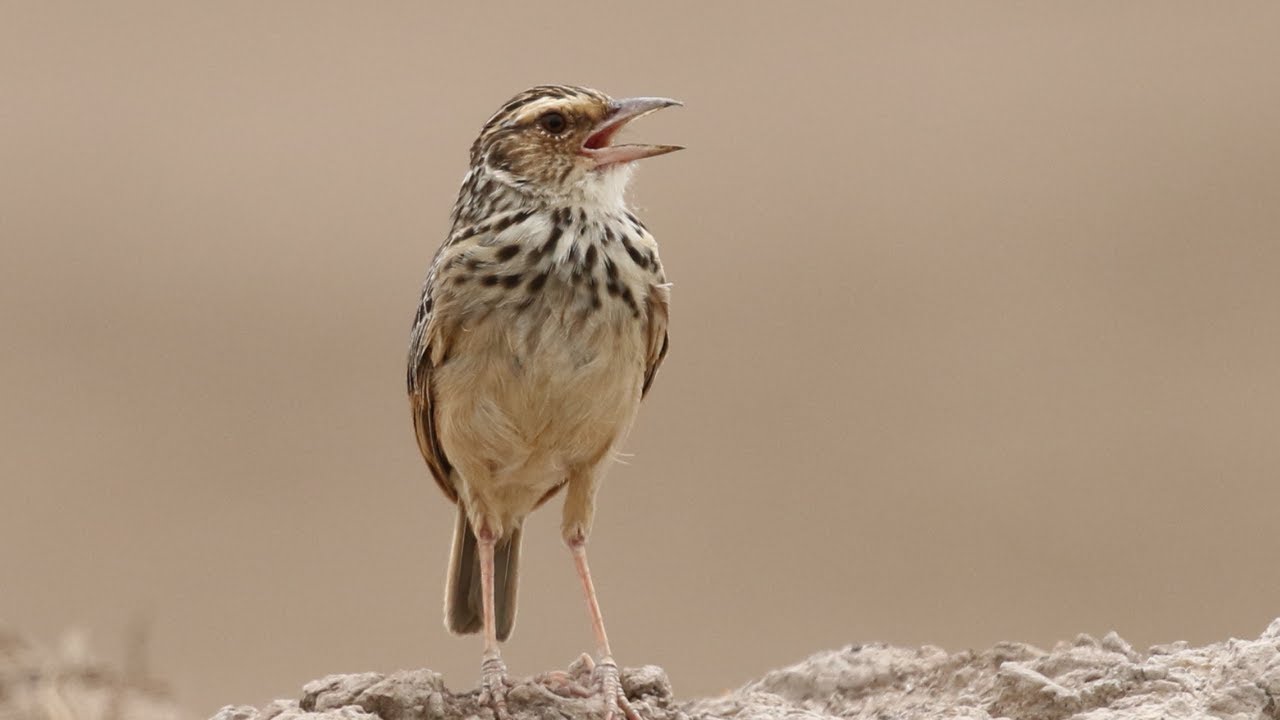 Indochinese Bushlark Singing | Birding in Thailand - YouTube