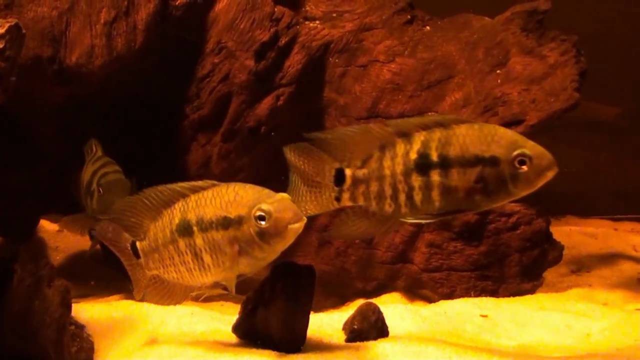 Cichlasoma bimaculatum (HD - movie 03) - Black Acara. - YouTube
