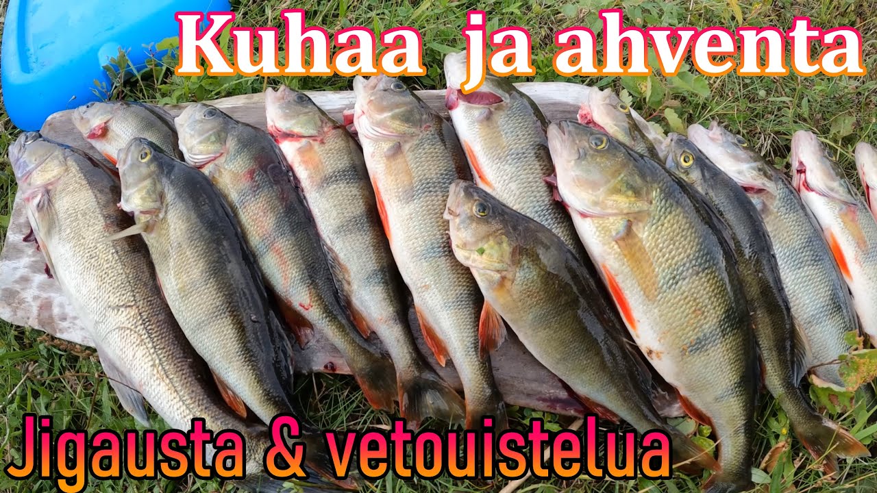KUHAA JA AHVENTA MERELTÄ - Jigausta ja vetouistelua - YouTube