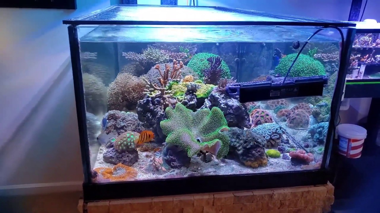 1 Year Update on the Deep Blue 80 Gallon Shallow Reef - YouTube