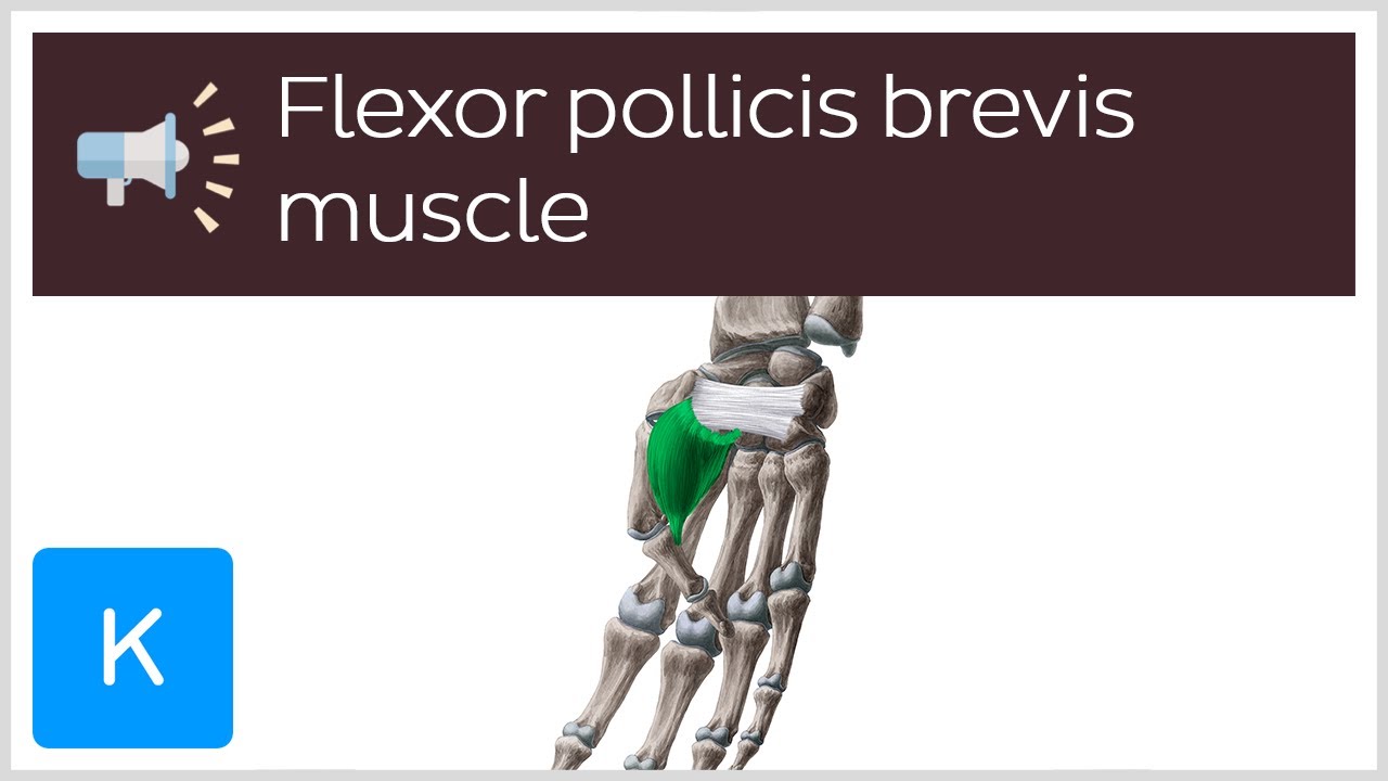 Flexor pollicis brevis muscle | Anatomical Terms Pronunciation by ...