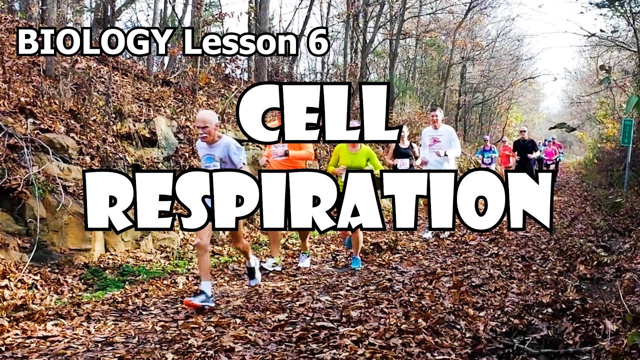 Biology Lesson 6 - Cell Respiration - YouTube