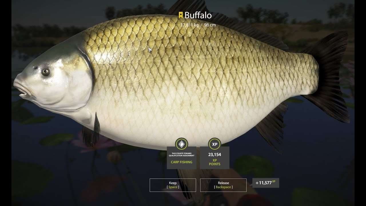 RUSSIAN FISHING 4. Trofeo BUFFALO en Aktuba y varios de GIBEL, CRUCIAN ...