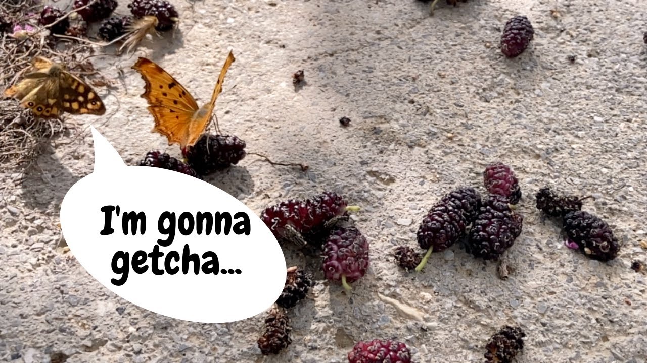 😮🦋😂 NASTY little Speckled Wood trying to get on the loganberry… - Stand ...