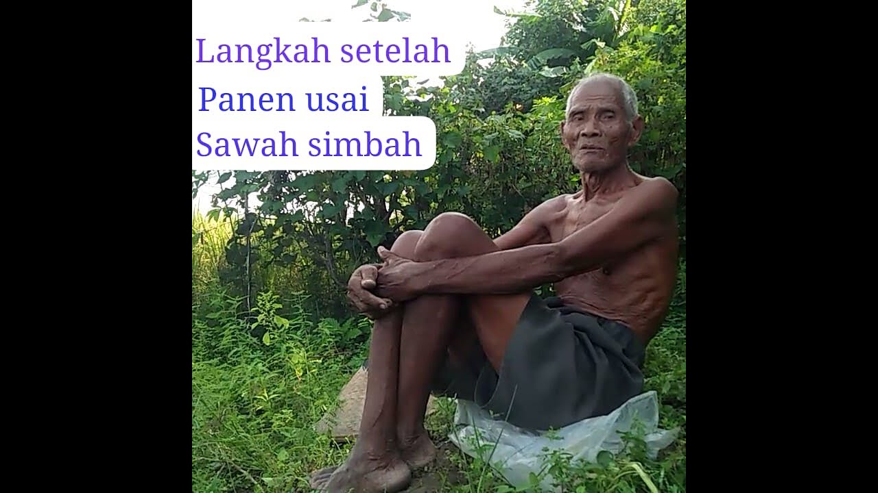 Suasana sawah di sore hari bersama mbah tua - YouTube