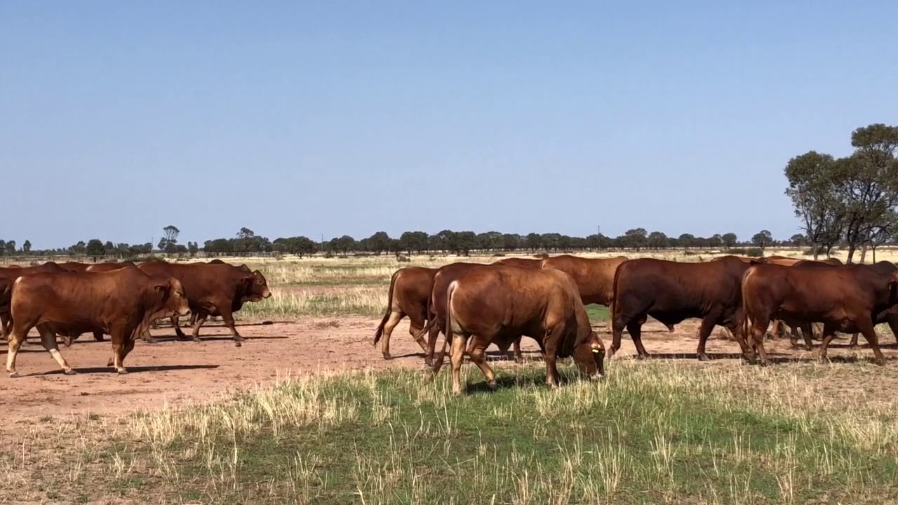 2018 MAGS "VALLEY" Droughtmaster BULLS - YouTube