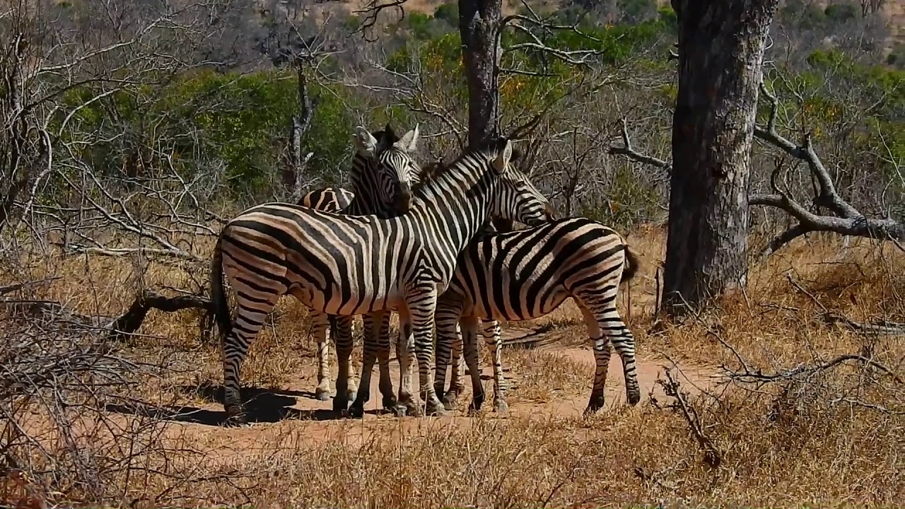 “How to Hide a Zebra in Plain Sight” - YouTube
