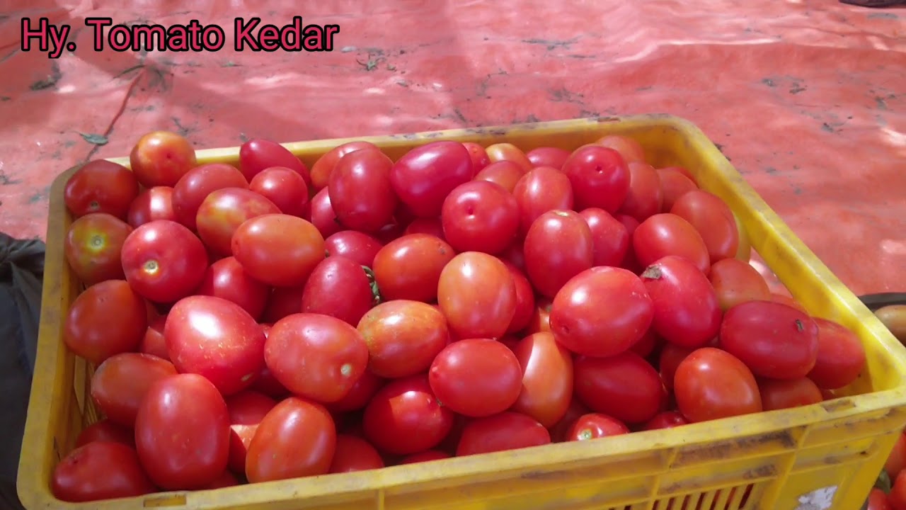 Swati seeds Hy. Tomato Kedar, Mo- 94267 01432, 94260 67260 - YouTube