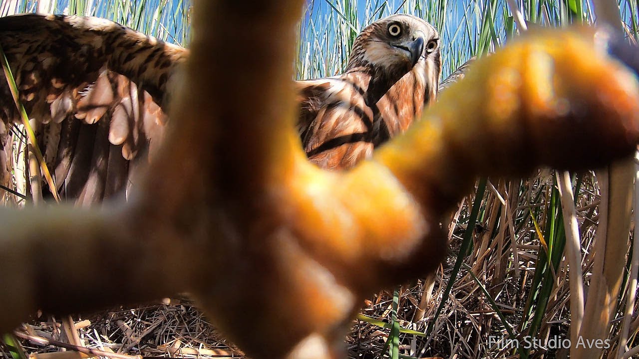 Вот это удар! - Самка болотного луня | Film Studio Aves - YouTube