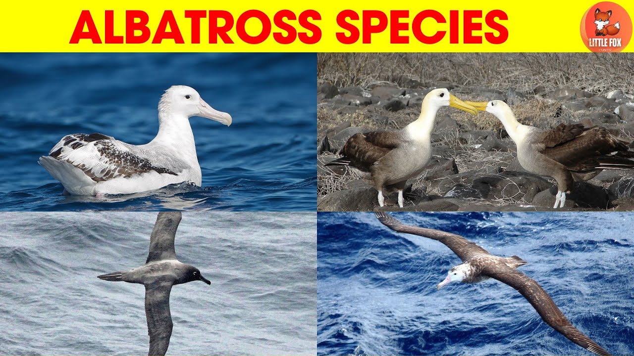 Giant Albatrosses 🐦 ️| Albatross Species! Name in English #kidslearning ...