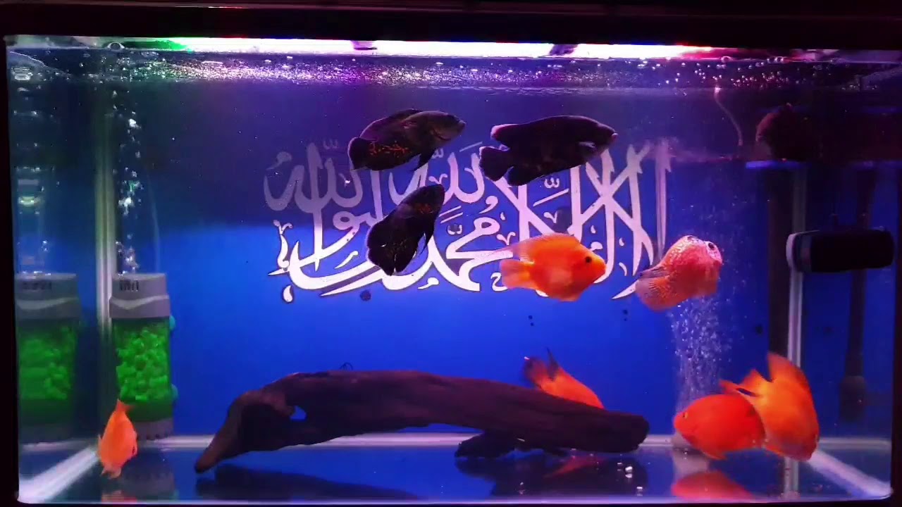 Ikan Red Parrot Vs Ikan Oscar - YouTube