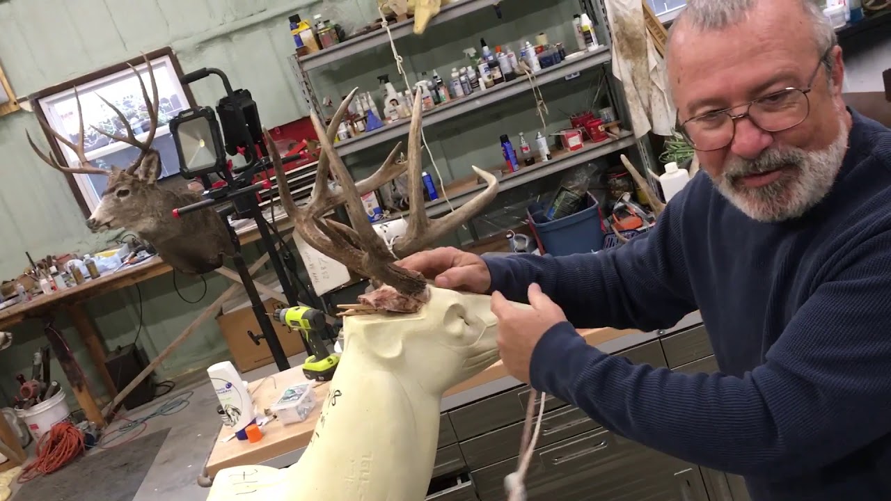 Measurements for correct antler alignment - YouTube