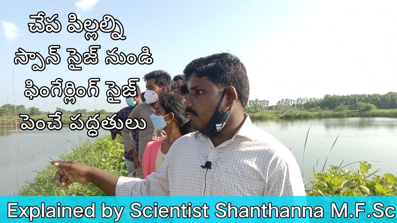 Fish Transfer/Fry Size To Fingerling Size And Management - YouTube