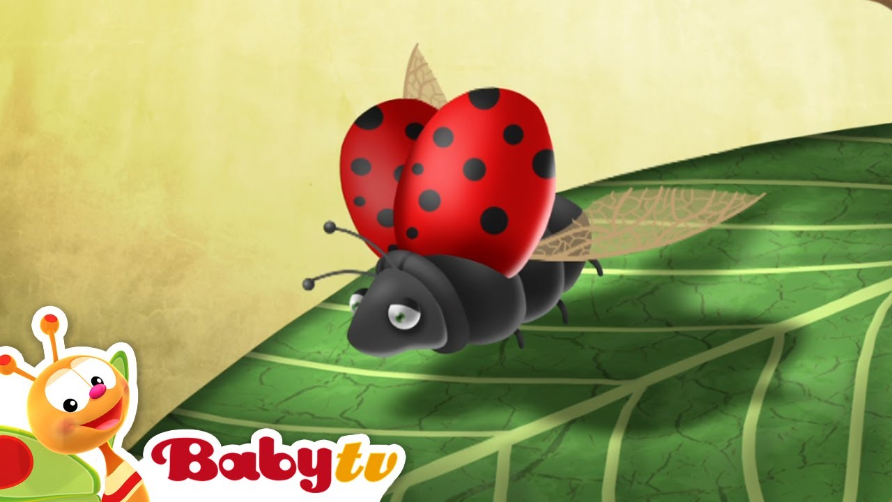 Ladybug | Riddle Games With Animals | Animal for Toddlers @BabyTV - YouTube