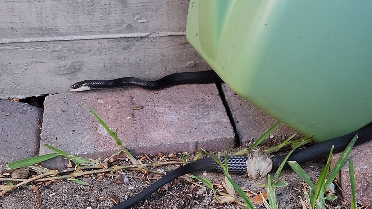 Black Racer Snake is fat and can't fit in his hole - YouTube