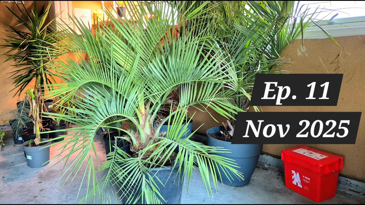 Episode 11: Palm Garden in Ålesund, Norway - Trachycarpus, Phoenix ...