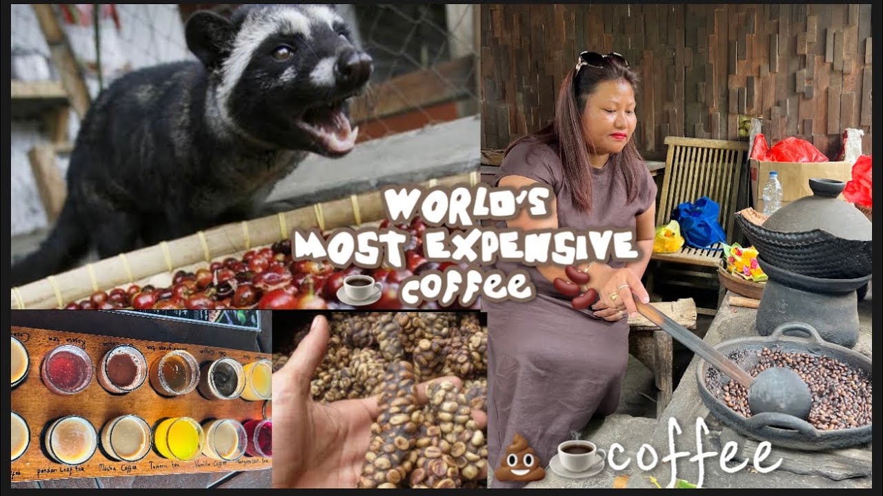 World’s Most EXPENSIVE COFFEE ☕️ in BALI ️🫘🫧🥞 Cat’s Poop coffee (Luwak ...
