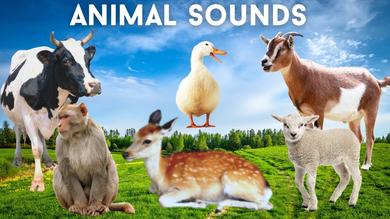 Animal Sounds Compilation Animals around us! - YouTube