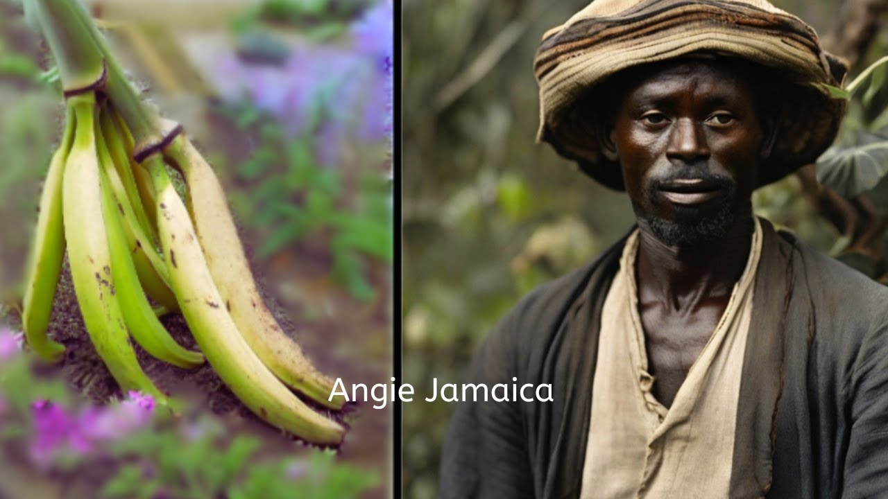 The history about Jamaica One arm Bandit Plantain - YouTube