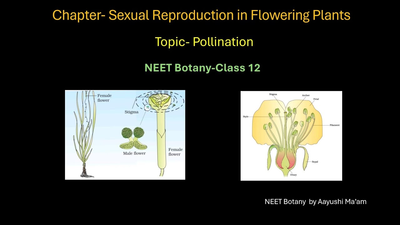 Lecture-5 Sexual Reproduction in Flowering Plants l Pollination l ...