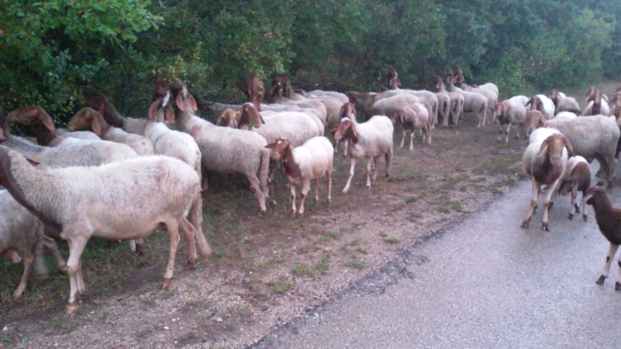 Pecore siciliane di Antonello demarinis - YouTube