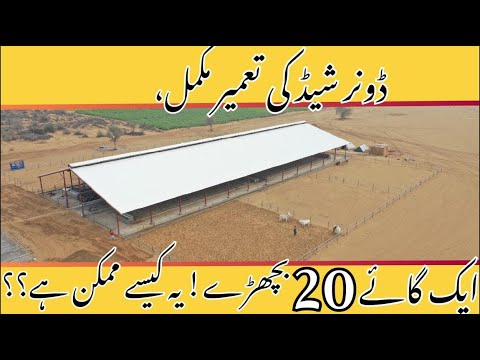 DayZee Farm py hui Brahman donor cow kay shed ki tameer mukamul | 1 cow 20 bachry.. yeh kesy ...