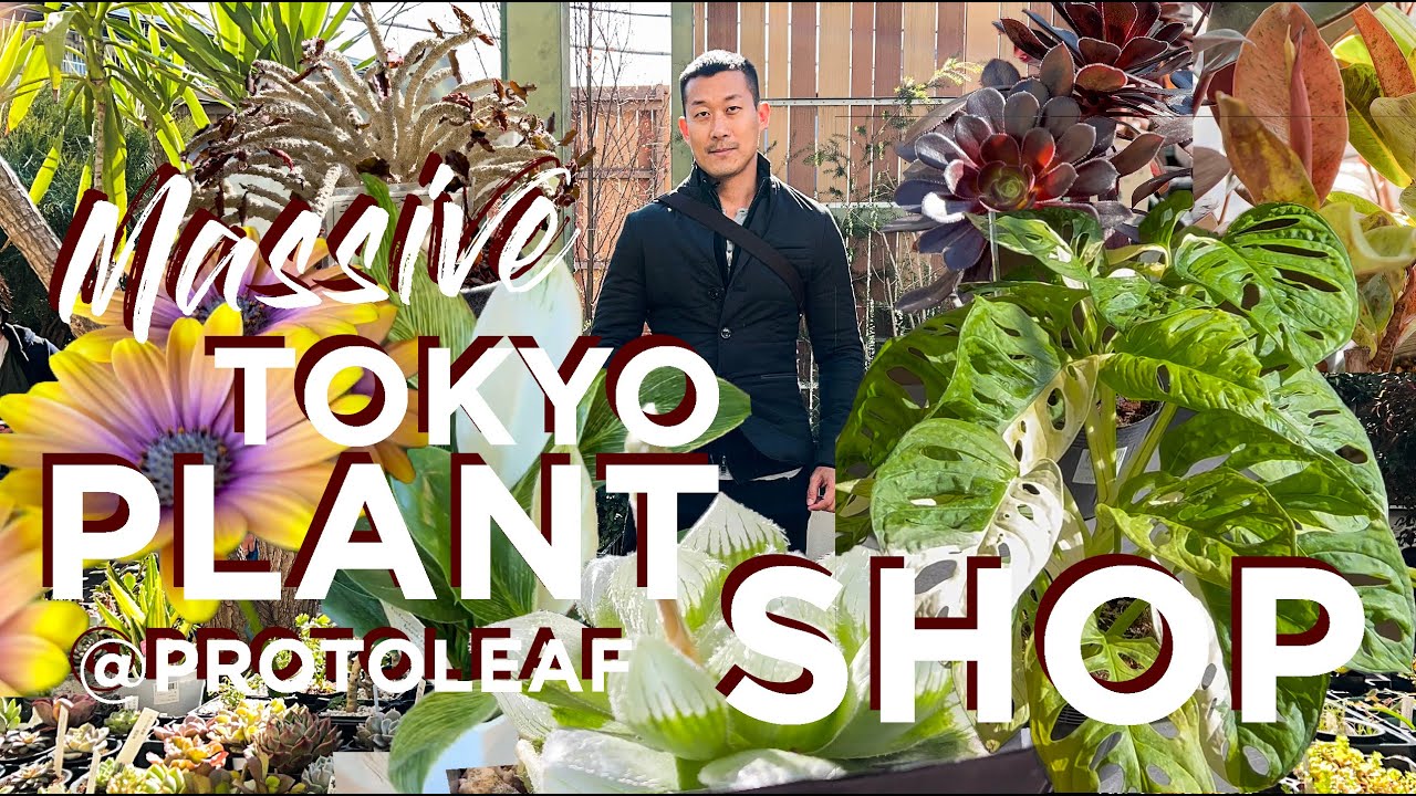 Plant🪴 Shop Walkthrough in Japan 🇯🇵 With Knowledgable Guide | Plant ...