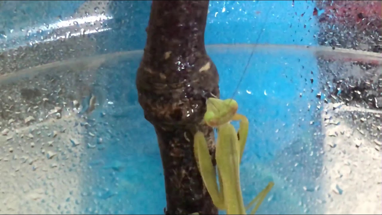 Praying mantis drinking water off stick - YouTube