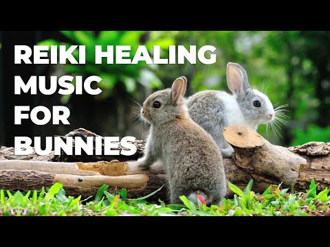 Reiki Music for Bunnies | 528 Hz Healing Frequency for Rabbits ...