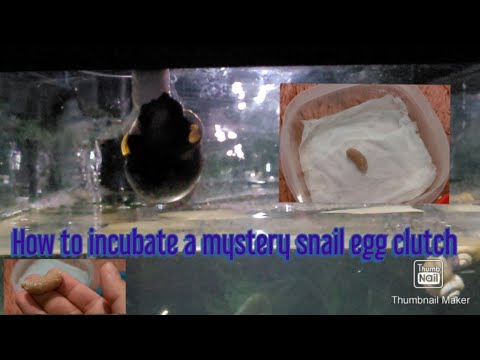 How to make a mystery snail egg clutch incubator - YouTube