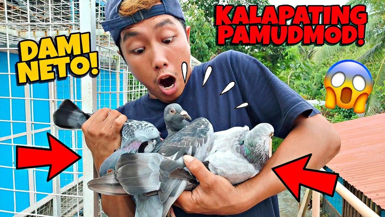 MGA SALAHULA BIRDS KO PAPAMUDMOD KO NA!! 😭 BANTAM PAKTAY NA 😭 - YouTube