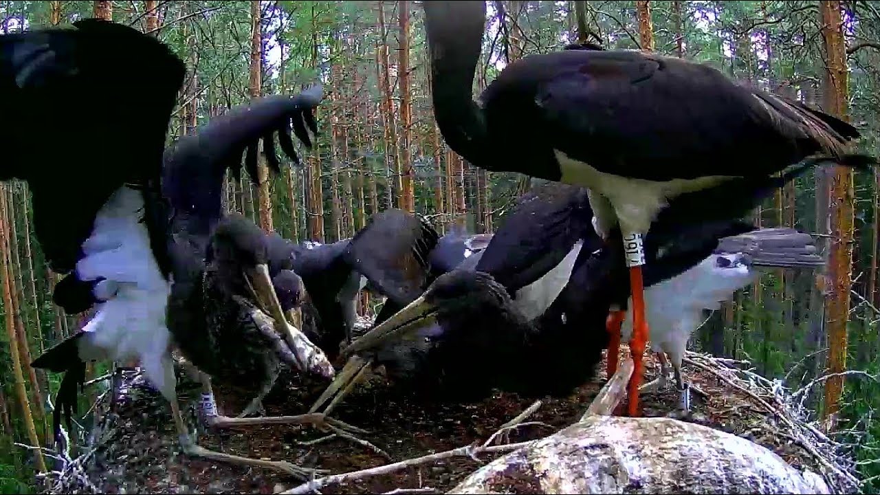 Must-toonekurg::Ciconia nigra 8.8. (8.03) Karl Feeding - YouTube