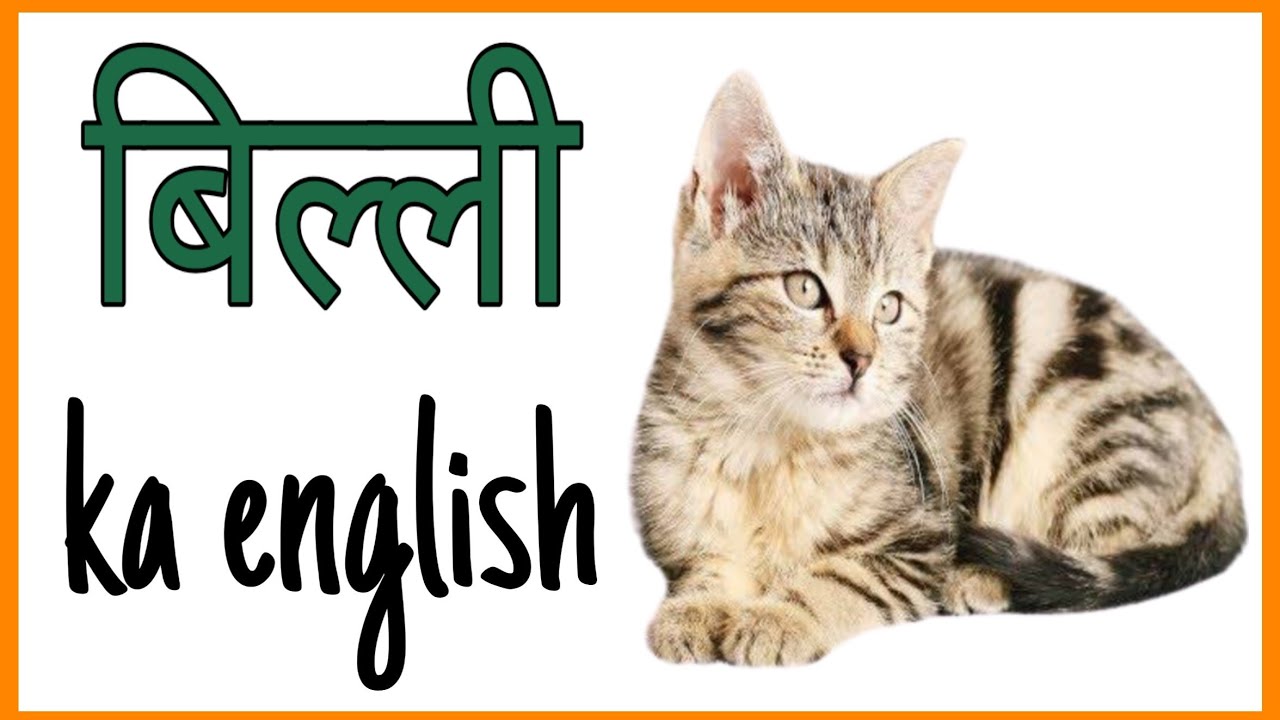 billi ko english mein kya kahate hein | billi ko english mein kya kehte ...