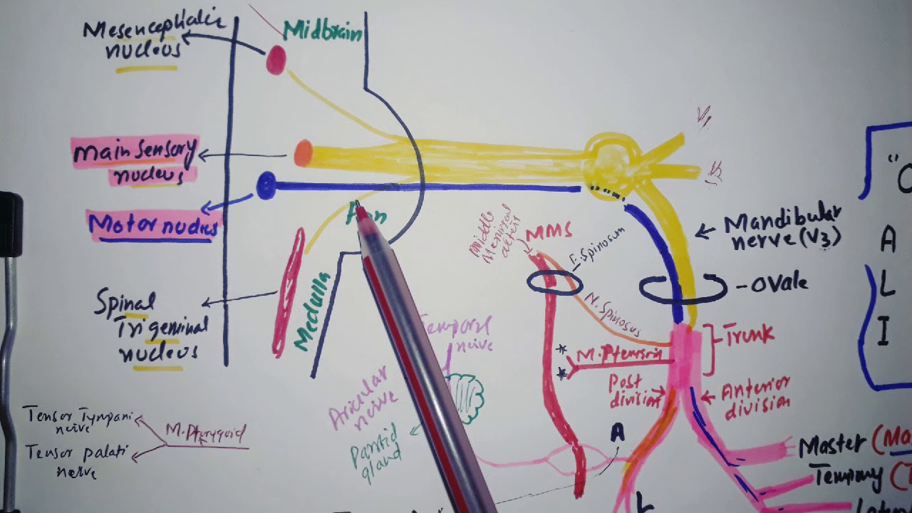 Memonic for Mandibular nerve (V3) with branches - YouTube