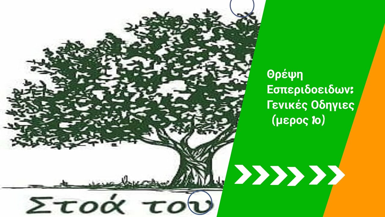 Θρεψη Εσπεριδοειδων: Γενικες Οδηγιες (Μερος1ο) - YouTube