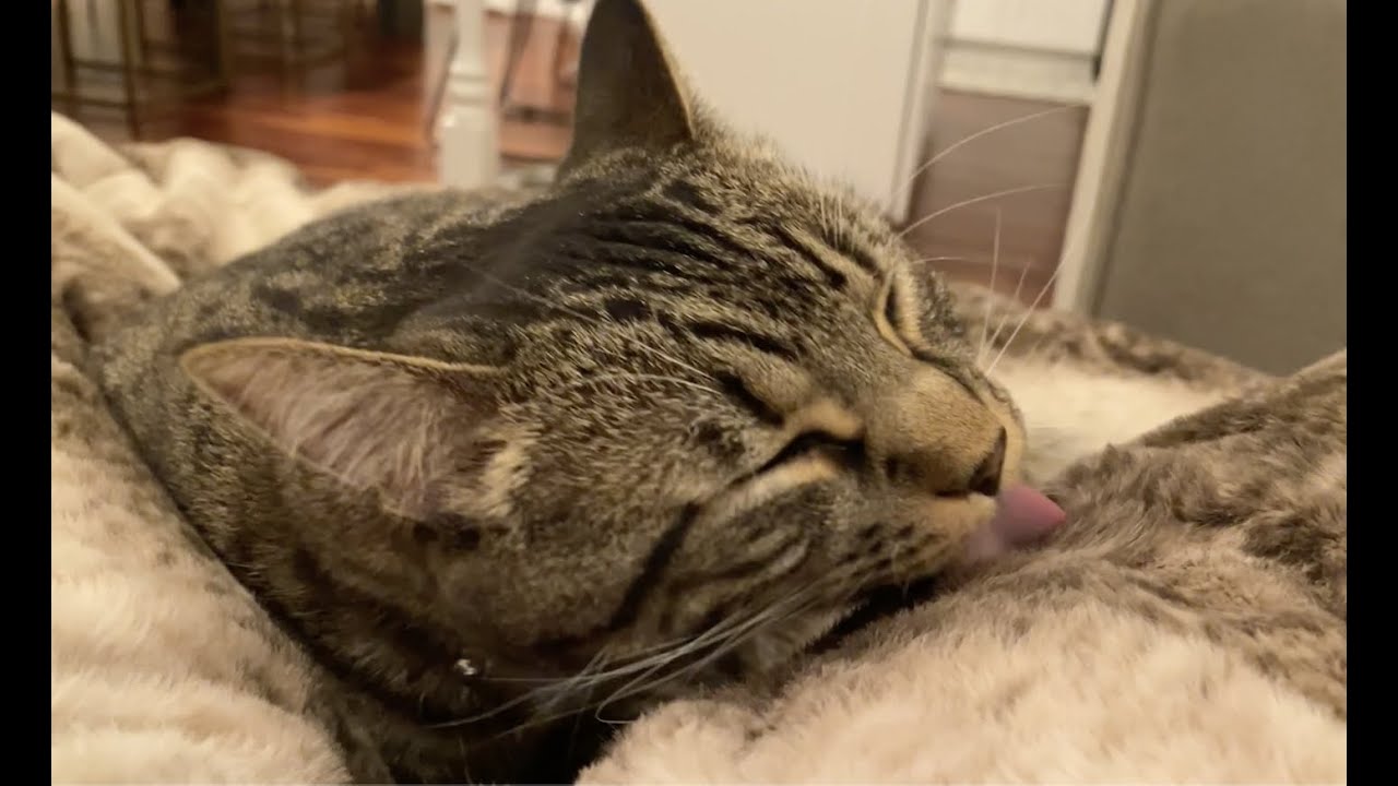 Watch This Cat Mlem - YouTube